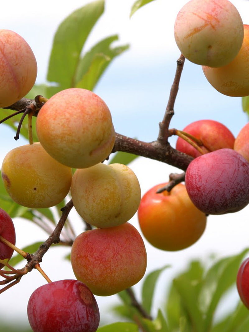 Plum Trees - Toka (Bubblegum) – Plant Me Green