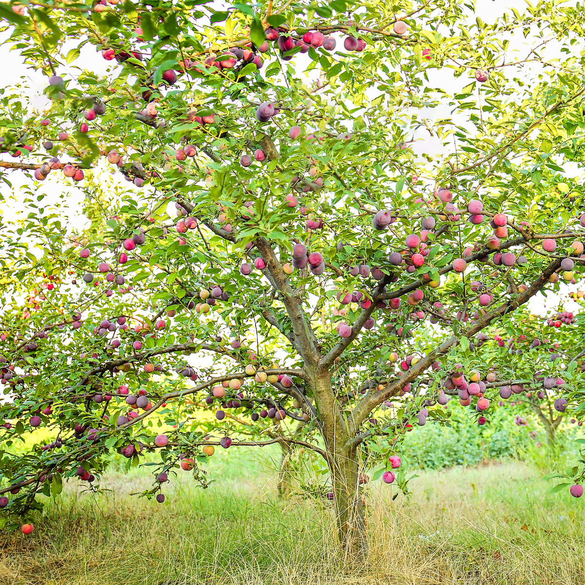Plum Planting Guide – Plant Me Green