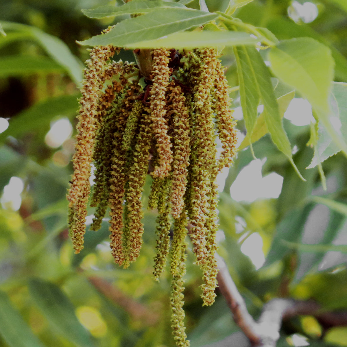 Buy Pecan Trees in Containers | Pecan Trees for Sale Online – Plant Me ...