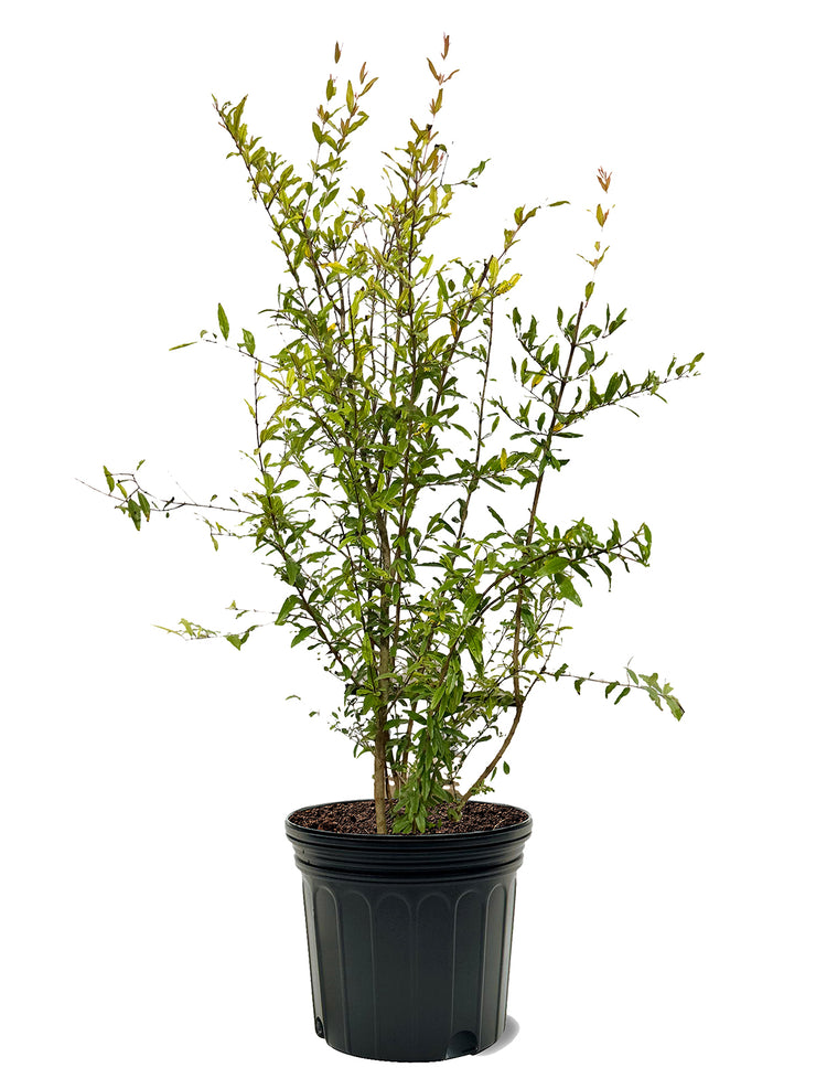 Pomegranate Trees - Russian #26 – Plant Me Green