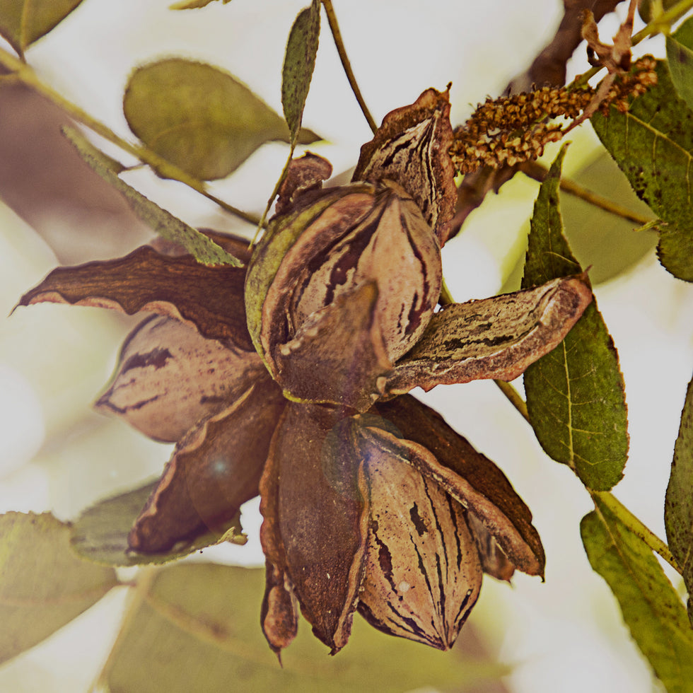 Pecan Trees – Plant Me Green