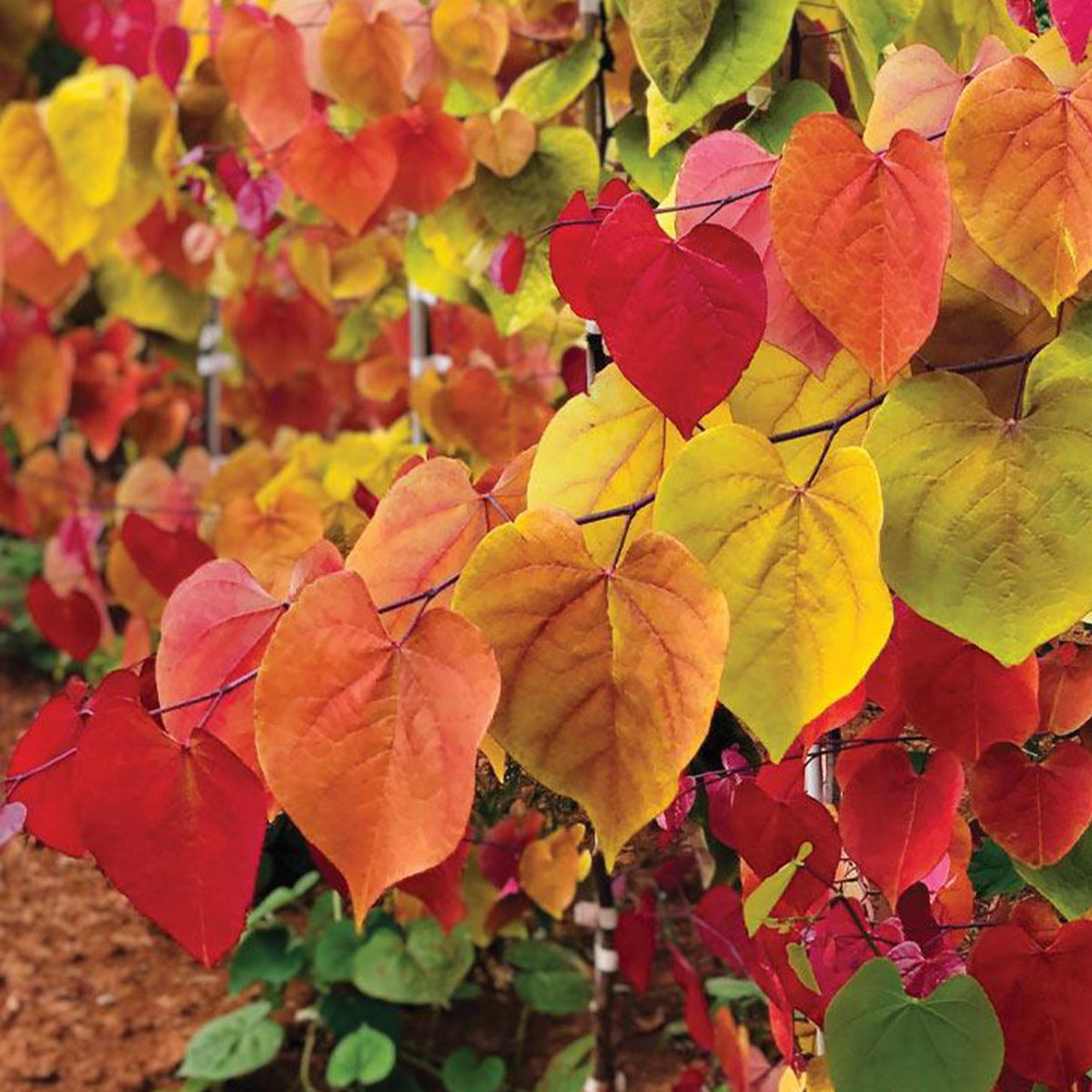 Redbud - Flame Thrower – Plant Me Green