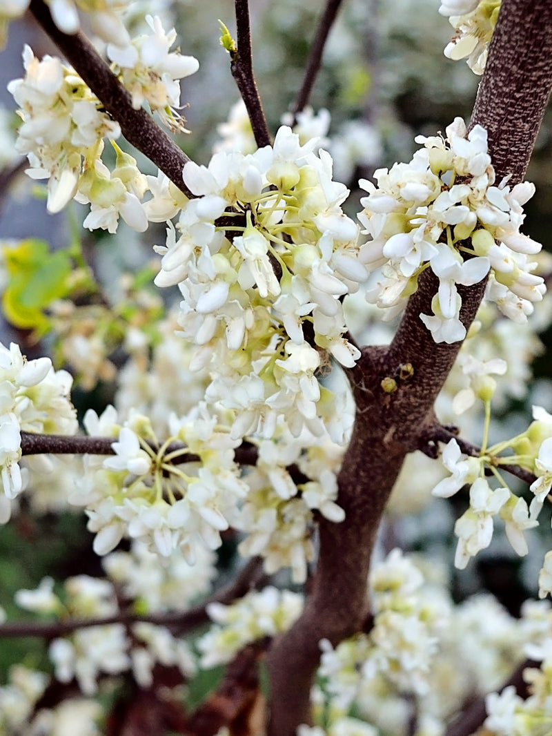 Redbud - Royal White – Plant Me Green
