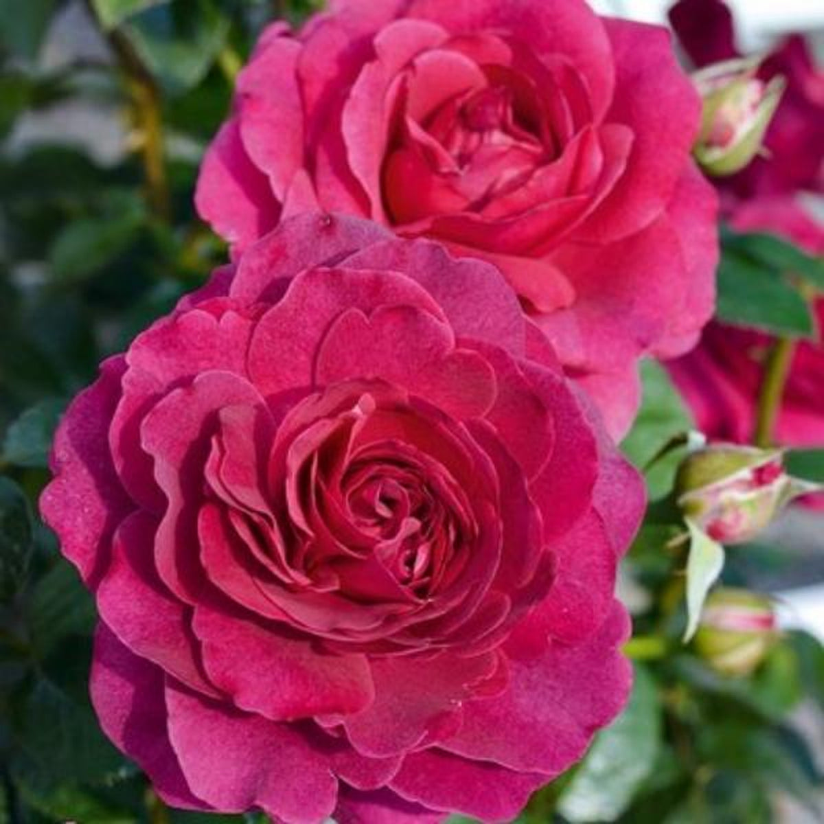 Rose - Showpiece® Berry – Plant Me Green