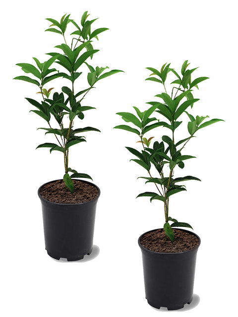 Tea Olive Evergreen Shrub | Sweet Olive Flowering Shrub – Plant Me Green