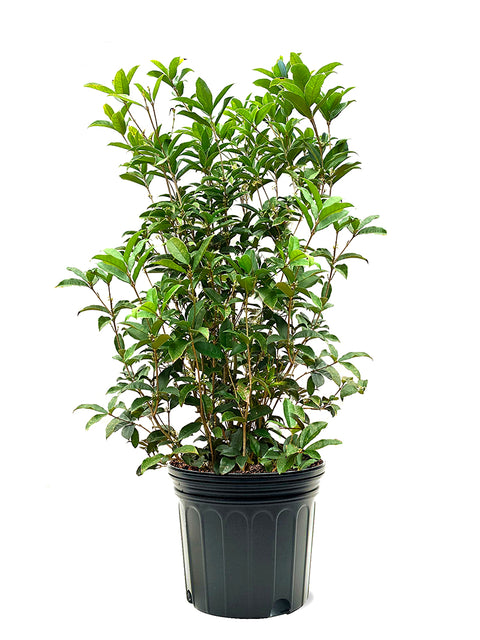 Tea Olive Evergreen Shrub | Sweet Olive Flowering Shrub – Plant Me Green