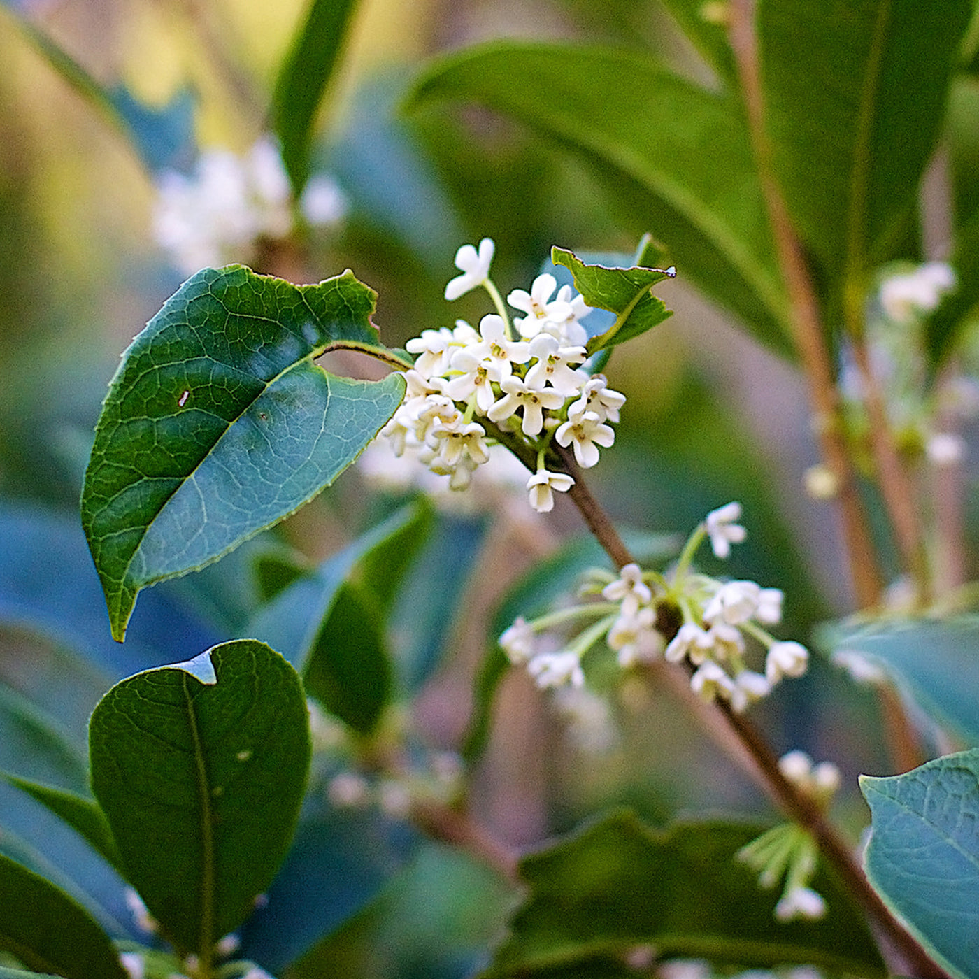 Online Tree Nursery | Plant Me Green