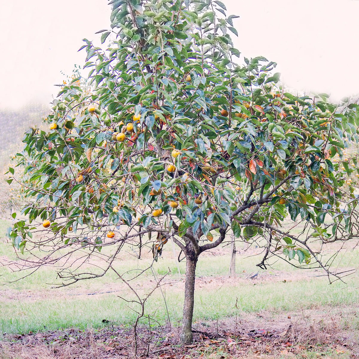 Plant Hardiness Zones and Chill Hours – Plant Me Green