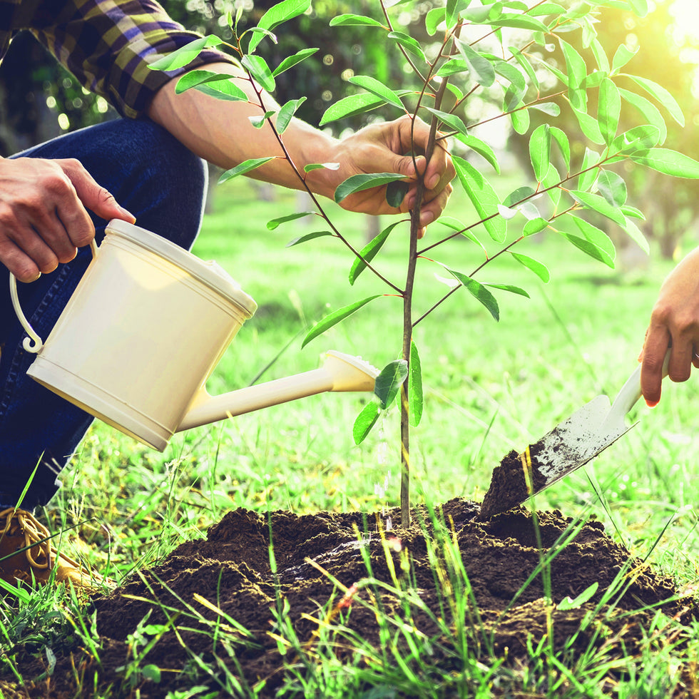 Apple Tree Planting Guide – Plant Me Green
