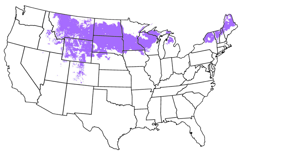 Plants for USDA Zone 4 – Plant Me Green