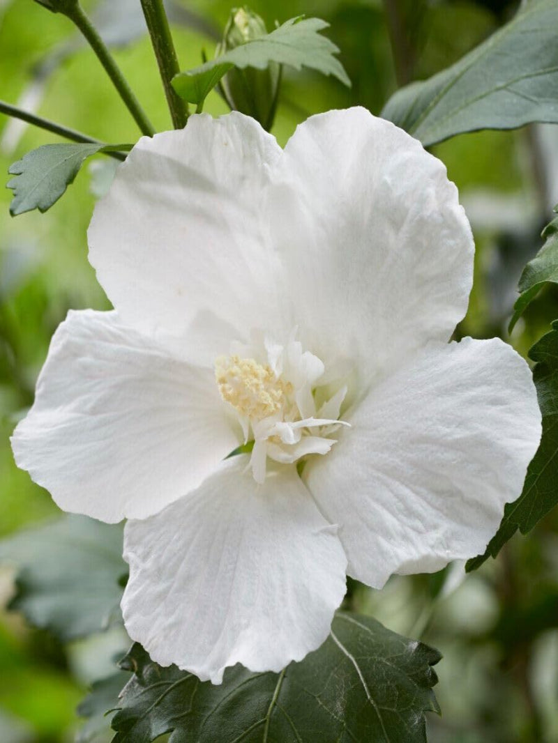 Althea Double Pink | Rose of Sharon | Deciduous Shrub | Plant Me Green
