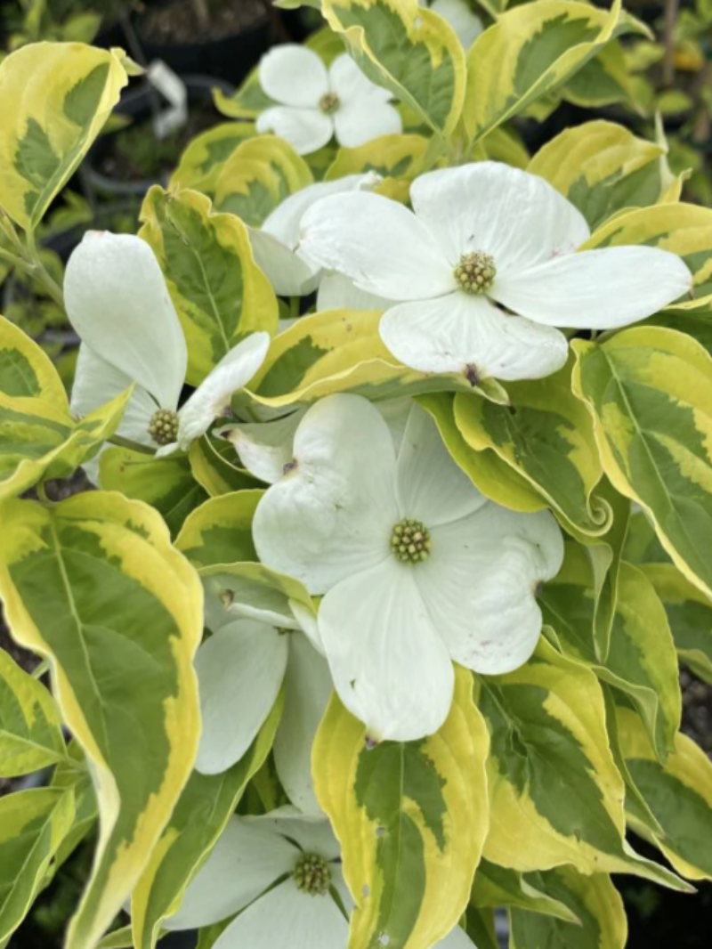 Dogwood - Celestial Shadow – Plant Me Green