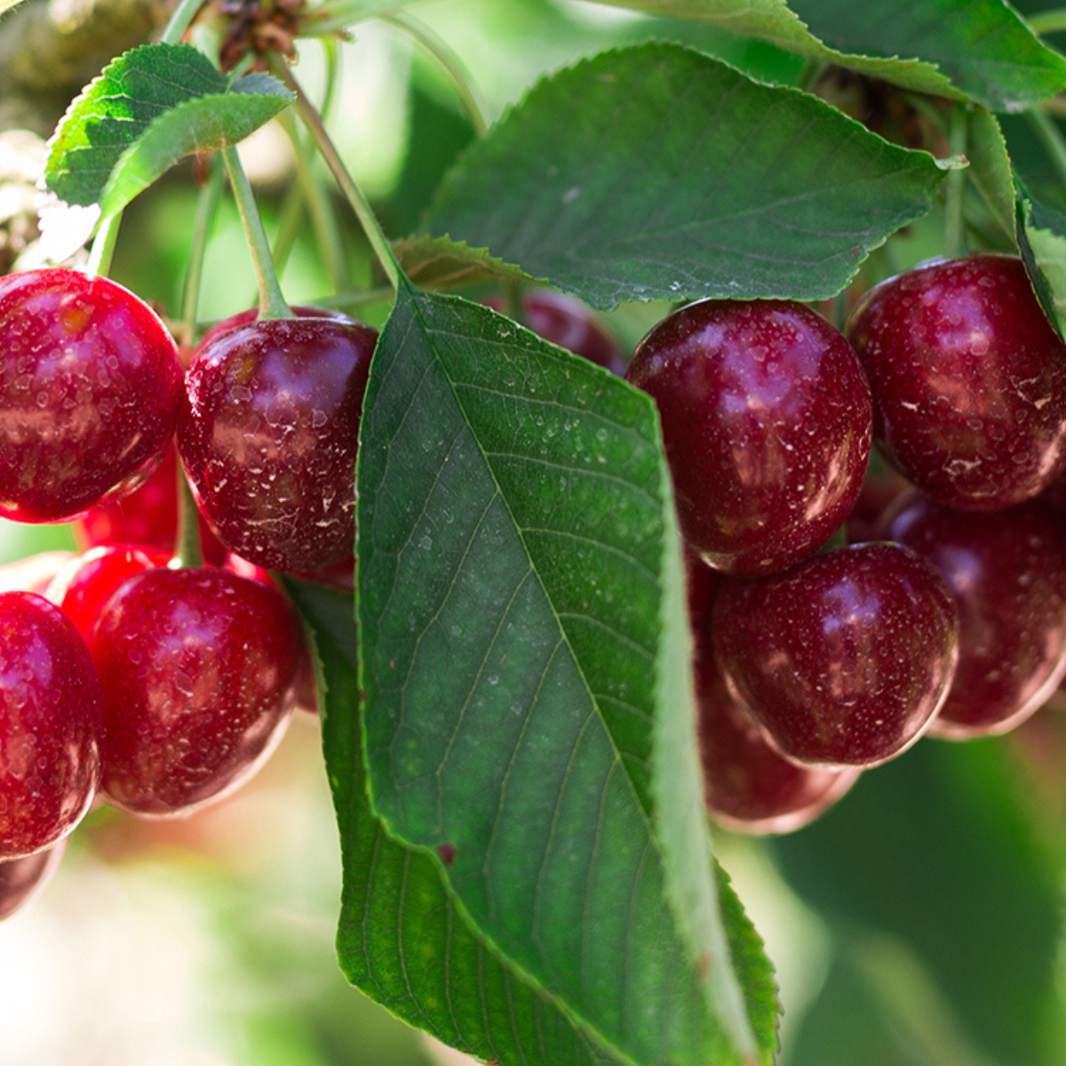 Cherry - Lapins – Plant Me Green