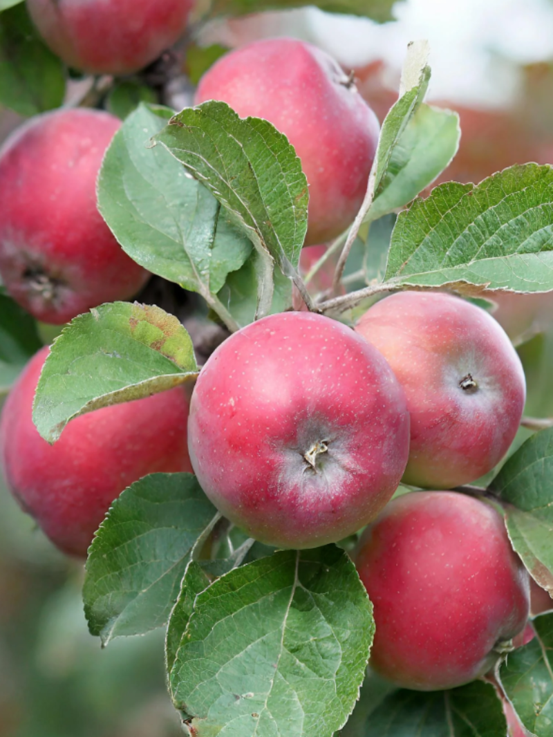 Newton Pippin Apple | Apple Trees | Plant Me Green
