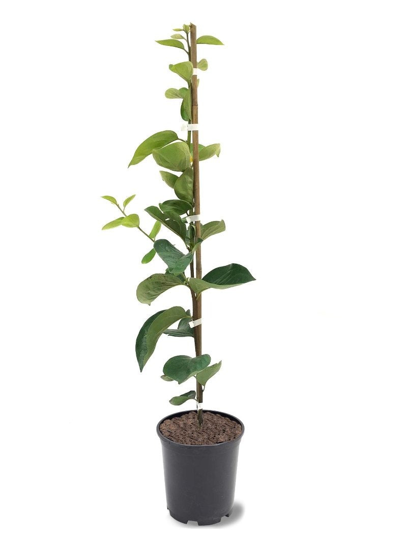 Persimmon Trees - Nikita's Gift (Astringent) – Plant Me Green