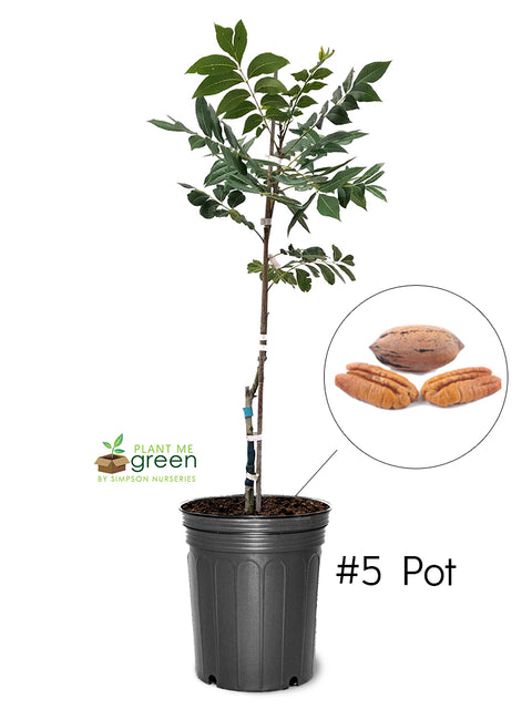 Pecan- Paper Shell – Plant Me Green