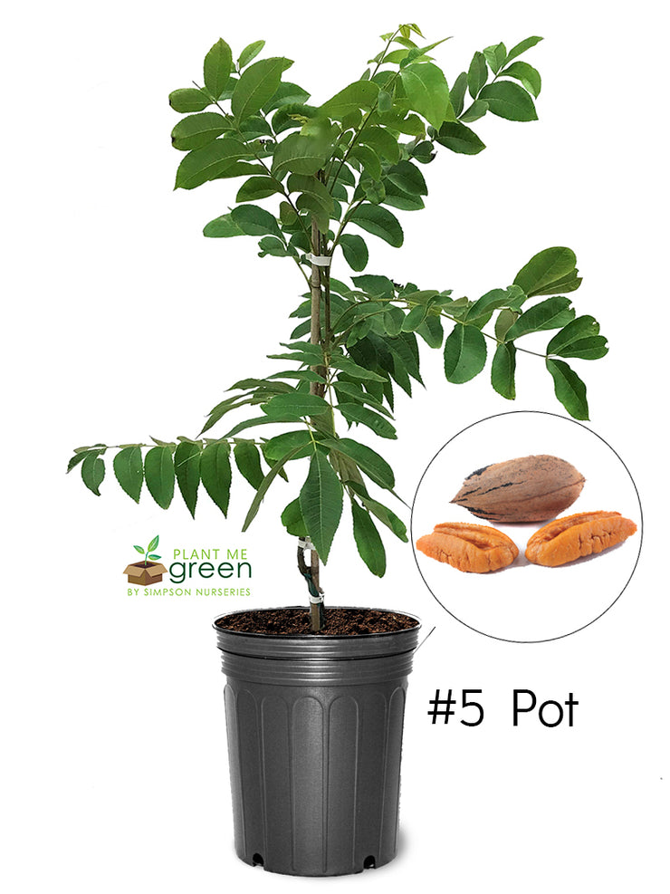 Pecan- Paper Shell – Plant Me Green