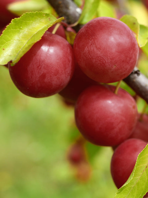 Plum Fruit Trees for Sale | Buy Plum Trees Online – Plant Me Green