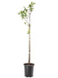 AU Rosa Plum Tree | Plum Trees for Sale – Plant Me Green