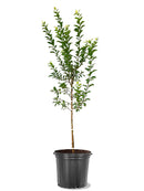 AU Rosa Plum Tree | Plum Trees for Sale – Plant Me Green