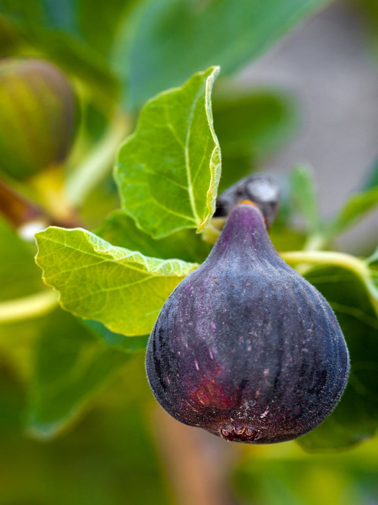 Fig Trees - Black Mission – Plant Me Green