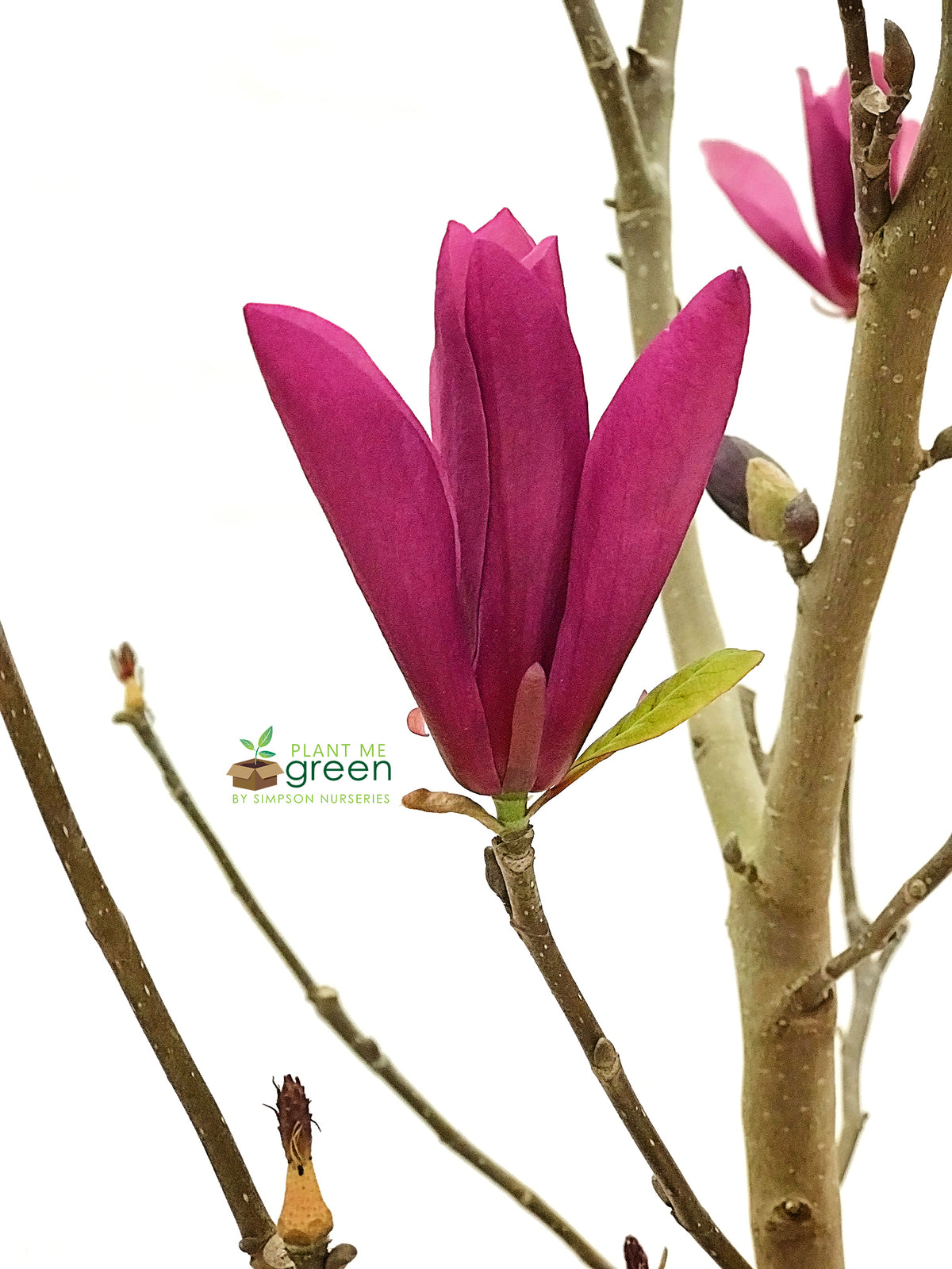 Ann Japanese Magnolia Tree | Flowering Trees – Plant Me Green