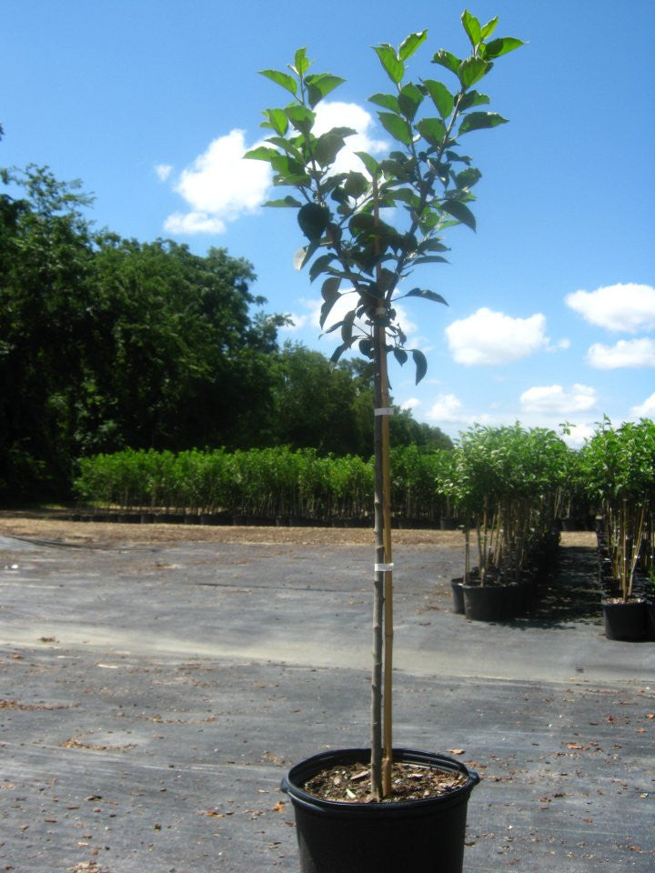 Jonathan Apple | Apple Trees | Plant Me Green