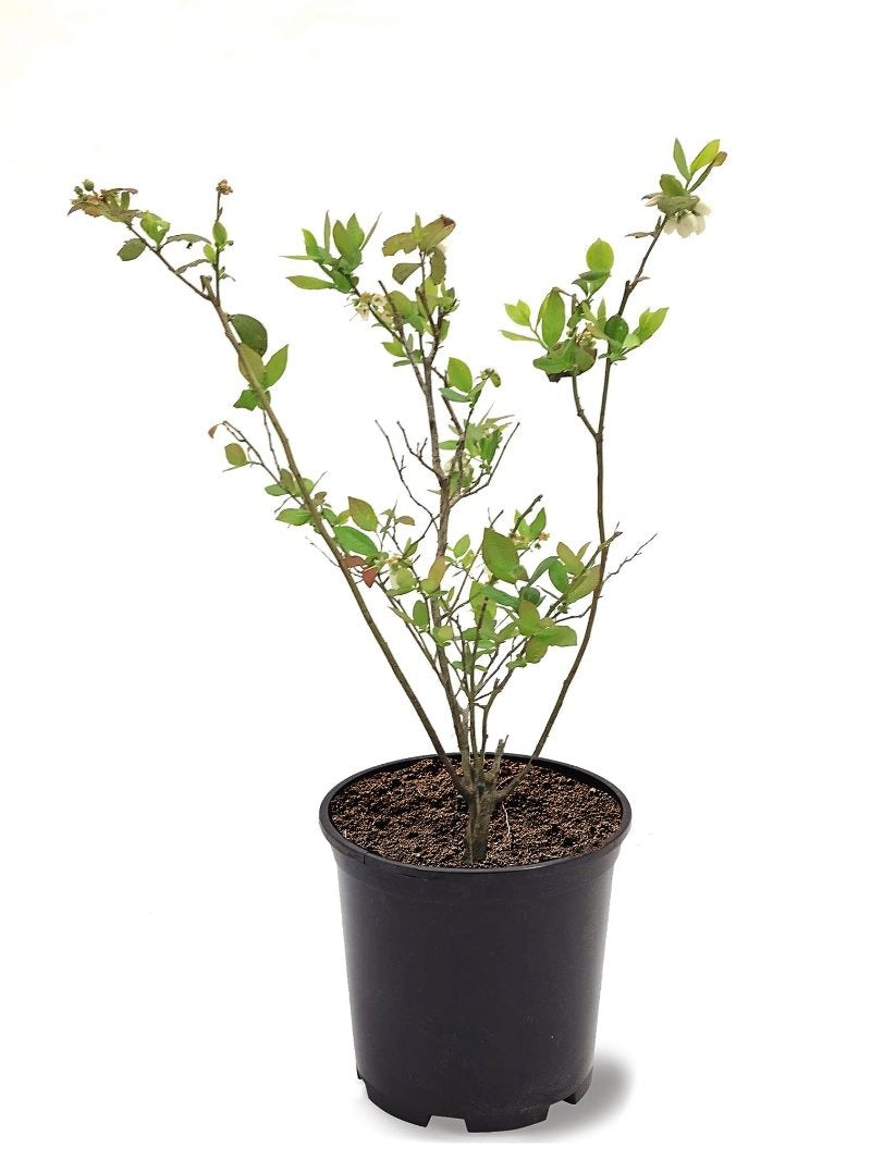 Austin Blueberry Fruit Plant | Large Blueberries | Plant Me Green