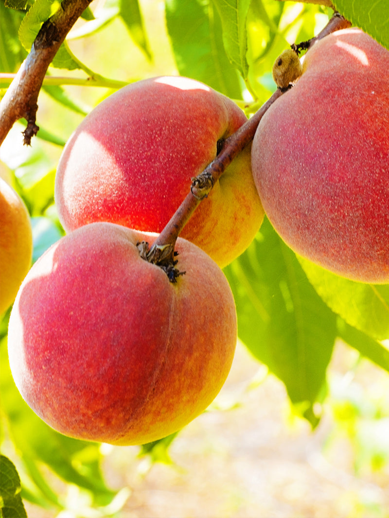 Autumn Prince Peach | Peach Trees for Sale – Plant Me Green
