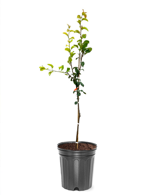 Pear Trees - Baldwin – Plant Me Green