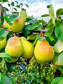 Pear Trees - Baldwin – Plant Me Green