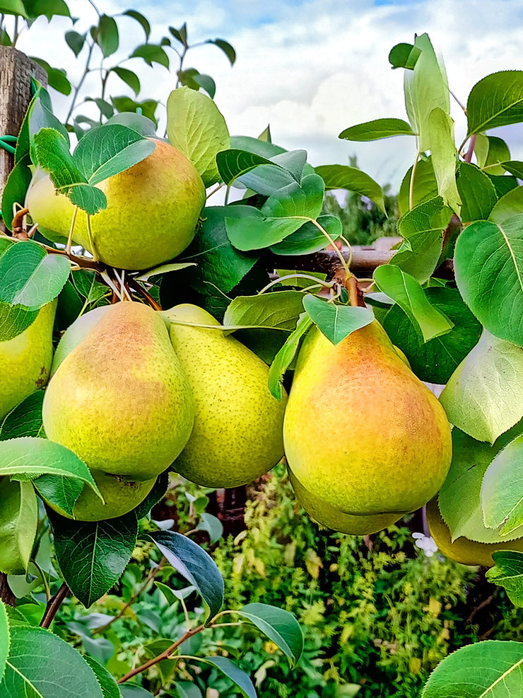 Pear Tree Planting Guide – Plant Me Green