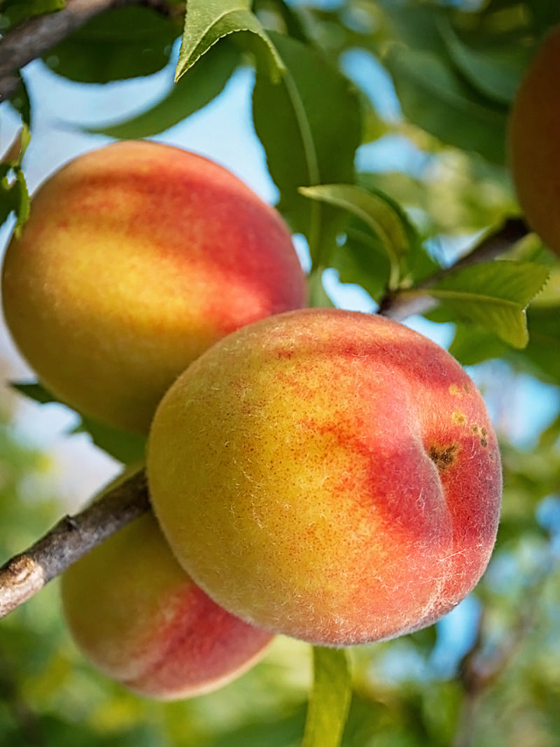 Belle of Georgia Peach | Peach Trees for Sale – Plant Me Green