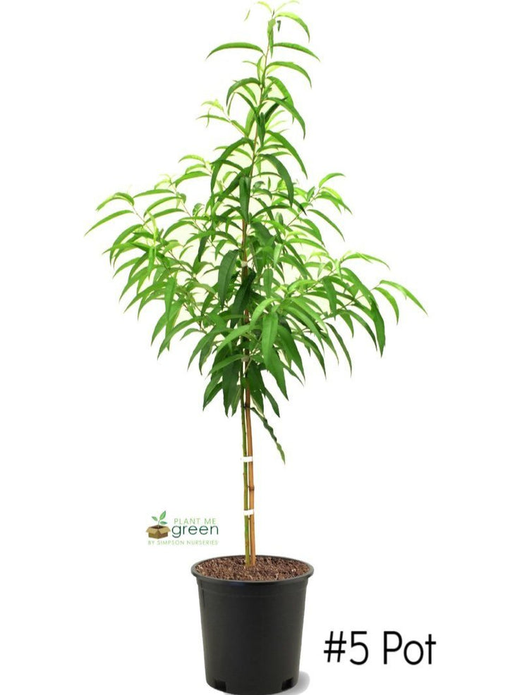 Peach Planting Guide – Plant Me Green