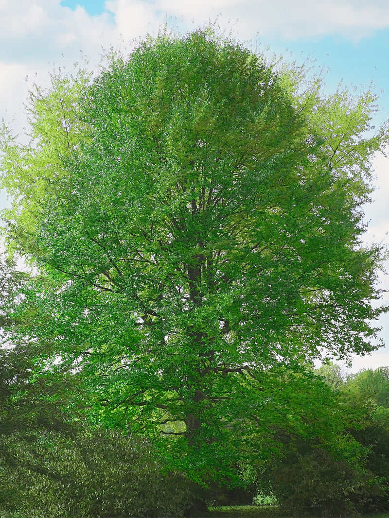 Tupelo - Black – Plant Me Green