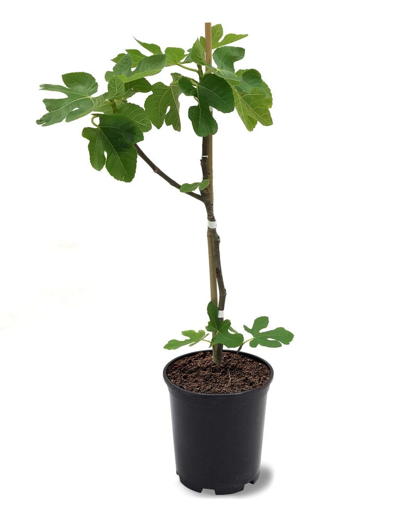 Fig Trees - Black Mission – Plant Me Green