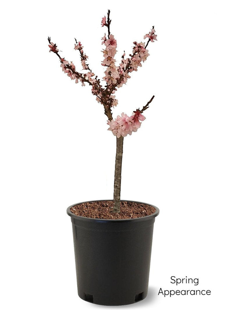 Peach Trees - Dwarf Bonfire Patio Peach – Plant Me Green