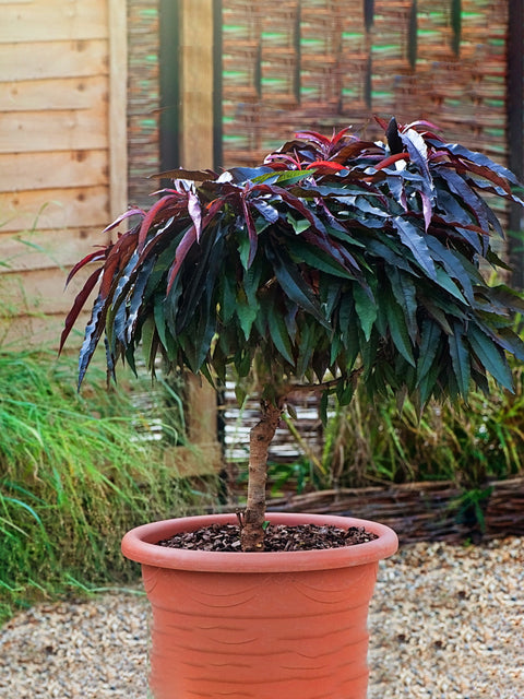 Peach Trees - Dwarf Bonfire Patio Peach – Plant Me Green