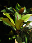Magnolia Bracken Brown Beauty | Evergreen Flowering Trees – Plant Me Green
