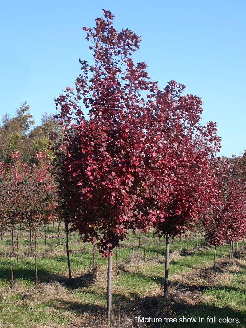 Maple - Brandywine – Plant Me Green