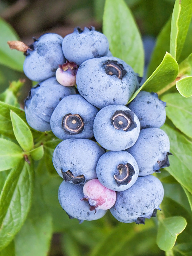 Blueberry Planting Guide – Plant Me Green