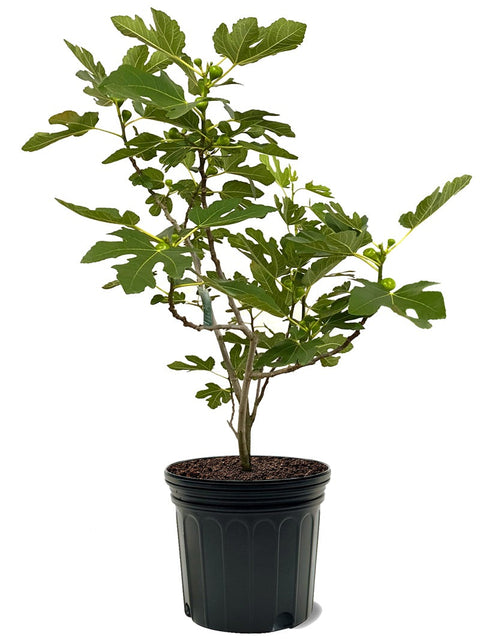 Buy Fig Trees Online | Potted Fig Trees for Sale – Plant Me Green
