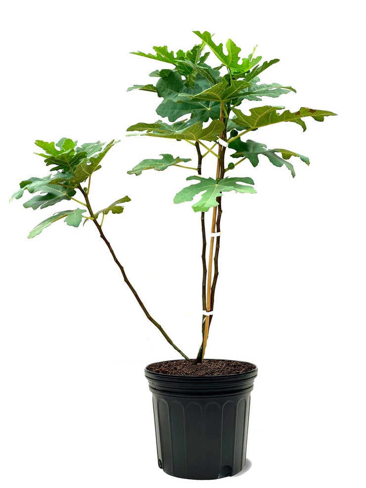 Buy Fig Trees Online | Potted Fig Trees for Sale – Plant Me Green