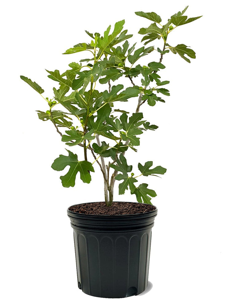 Buy Fig Trees Online | Potted Fig Trees for Sale – Plant Me Green