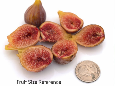 Fig Planting Guide – Plant Me Green