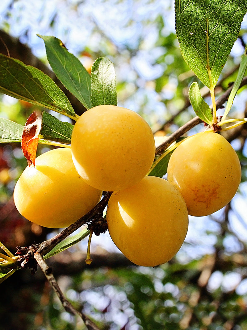 Plum Trees - Shiro – Plant Me Green