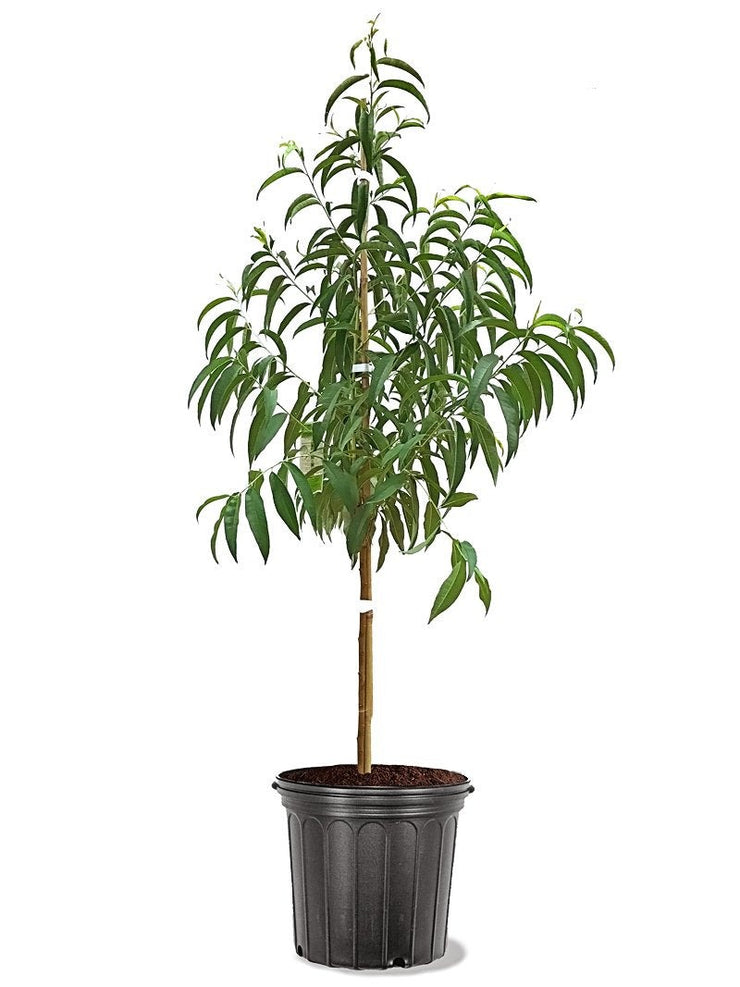 Peach Planting Guide – Plant Me Green