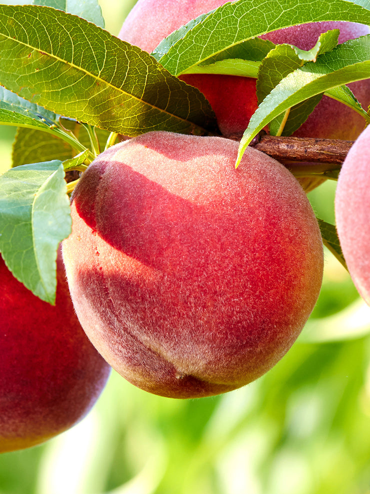 Contender Peach | Peach Trees for Sale – Plant Me Green