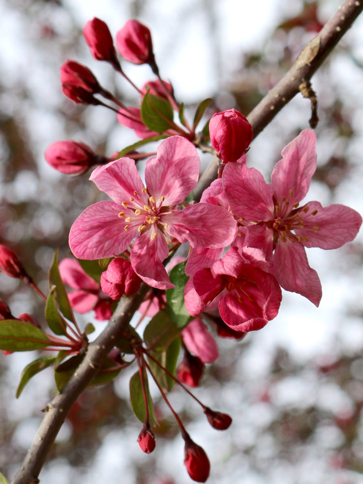 Robinson Crabapple Tree | Deciduous Flowering Trees – Plant Me Green