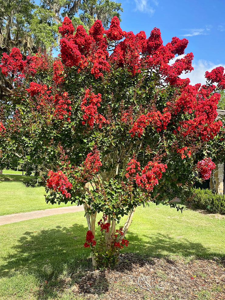 Crape Myrtle Southern Living Miss Frances – Plant Me Green